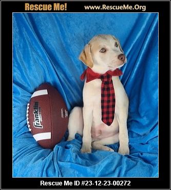 - Delaware Dog Rescue - ADOPTIONS - Rescue Me!