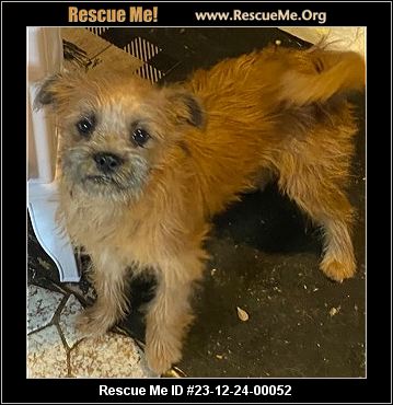 - Texas Yorkie Rescue - ADOPTIONS - Rescue Me!