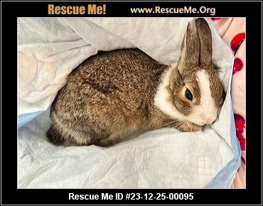 - Illinois Rabbit Rescue - ADOPTIONS - Rescue Me!