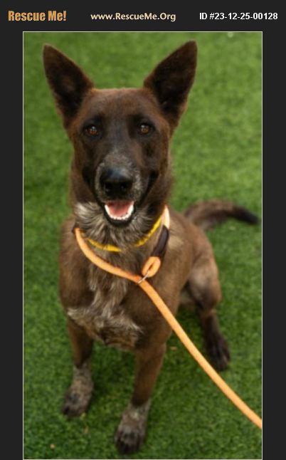ADOPT 23122500128 ~ Dutch Shepherd Rescue ~ Van Nuys, CA