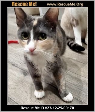 - California Cat Rescue - ADOPTIONS - Rescue Me!