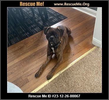 - Ohio Boston Terrier Rescue - ADOPTIONS - Rescue Me!