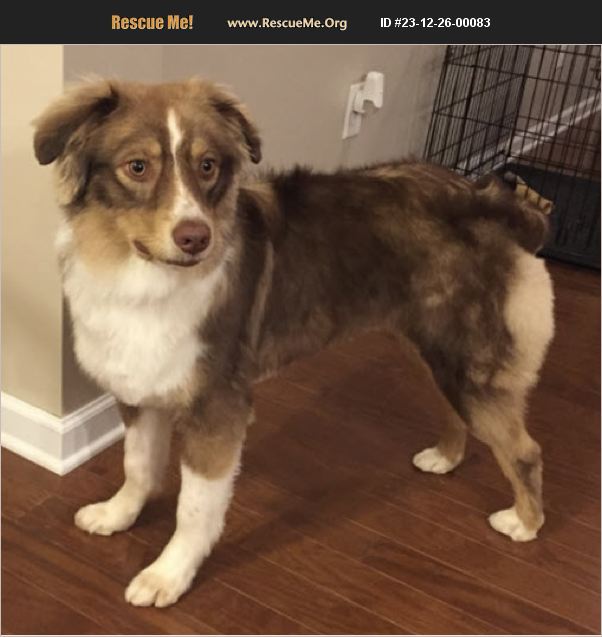 ADOPT 23122600083 ~ Australian Shepherd Rescue ~ Raleigh, NC