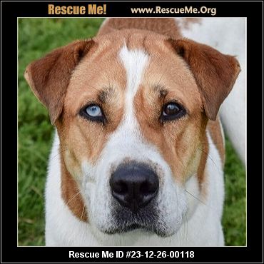 - Illinois Mutt Rescue - ADOPTIONS - Rescue Me!