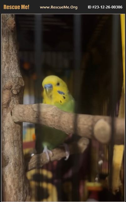 ADOPT 23122600386 ~ Pet Bird Rescue ~ Worcester, MA