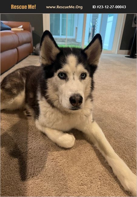 ADOPT 23122700043 ~ Siberian Husky Rescue ~ Virginia Beach, VA