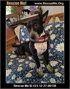 - Florida Border Collie Rescue - ADOPTIONS - Rescue Me!