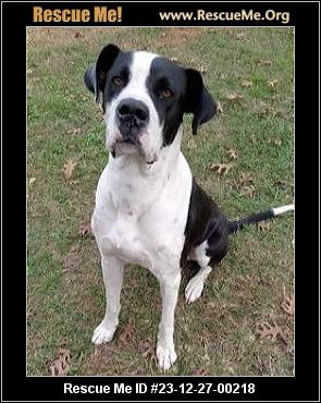 - Texas Boxer Rescue - ADOPTIONS - Rescue Me!