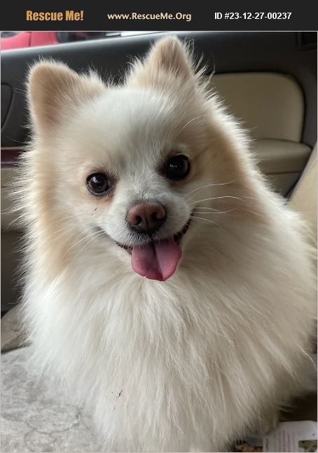 ADOPT 23122700237 ~ Pomeranian Rescue ~ San Diego, CA