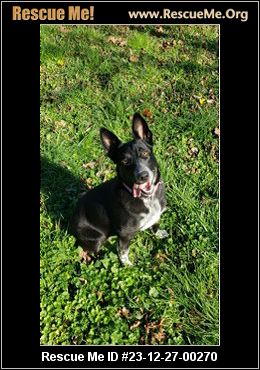 - Georgia Border Collie Rescue - ADOPTIONS - Rescue Me!