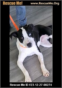 - New York Dog Rescue - ADOPTIONS - Rescue Me!