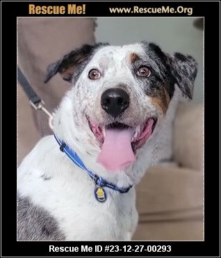 - California Australian Cattle Dog Rescue - ADOPTIONS - Rescue Me!