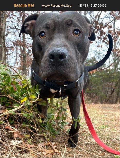 ADOPT 23122700405 ~ Pit Bull Rescue ~ Philadelphia, PA