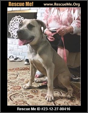 - Texas Pit Bull Rescue - ADOPTIONS - Rescue Me!