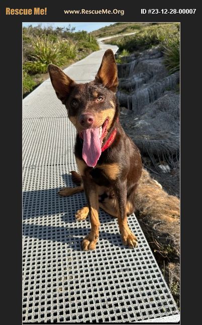 ADOPT 23122800007 ~ Australian Kelpie Rescue ~ Newcastle,