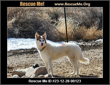 - Nevada Dog Rescue - ADOPTIONS - Rescue Me!