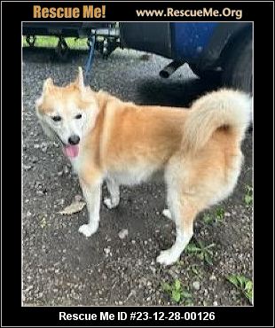 - Virginia Pomeranian Rescue - ADOPTIONS - Rescue Me!