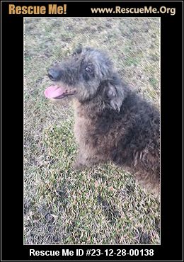 - Kentucky Dog Rescue - ADOPTIONS - Rescue Me!