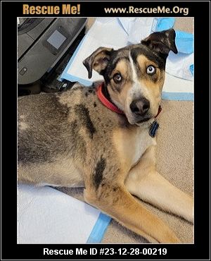 - New Mexico Dog Rescue - ADOPTIONS - Rescue Me!