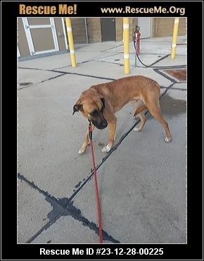 - Missouri Boxer Rescue - ADOPTIONS - Rescue Me!