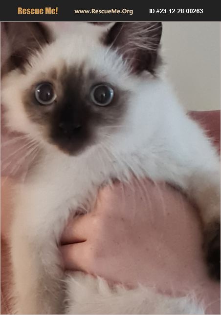 ADOPT 23122800263 ~ Ragdoll Rescue ~ Gold Coast,