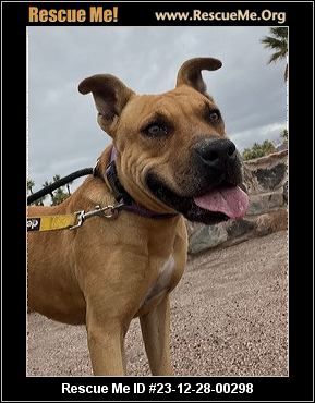 - Arizona Pit Bull Rescue - ADOPTIONS - Rescue Me!