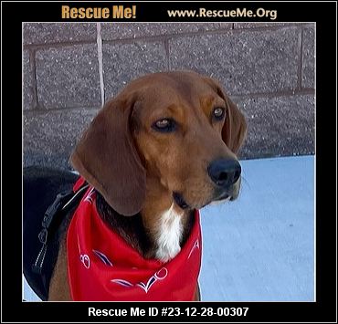 - North Carolina Redbone Coonhound Rescue - ADOPTIONS - Rescue Me!
