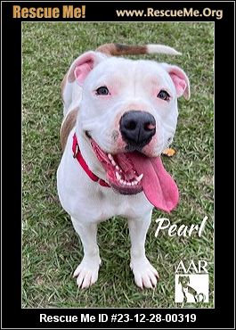 - Texas Pit Bull Rescue - ADOPTIONS - Rescue Me!