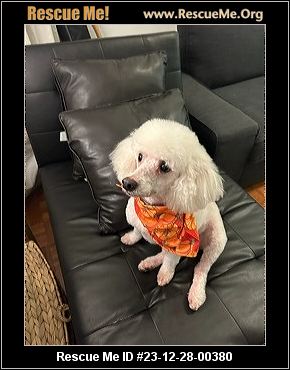 - New York Poodle Rescue - ADOPTIONS - Rescue Me!