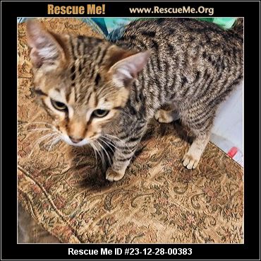 - South Carolina Cat Rescue - ADOPTIONS - Rescue Me!
