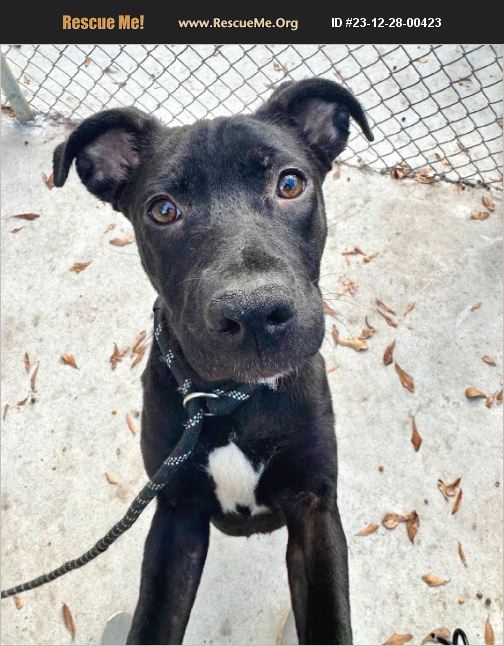 ADOPT 23122800423 ~ Lab Rescue ~ Bethel, CT