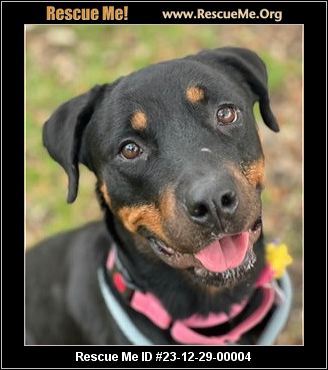 - Florida Rottweiler Rescue - ADOPTIONS - Rescue Me!