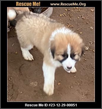 - Texas Saint Bernard Rescue - ADOPTIONS - Rescue Me!
