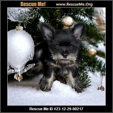 - Arizona Yorkie Rescue - ADOPTIONS - Rescue Me!