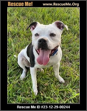 - Florida Bulldog Rescue - ADOPTIONS - Rescue Me!