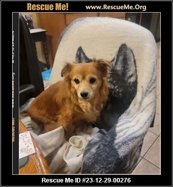 - Arizona Pomeranian Rescue - ADOPTIONS - Rescue Me!