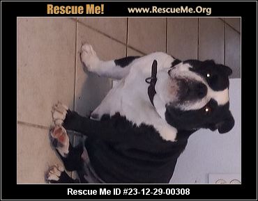 - Florida American Bulldog Rescue - ADOPTIONS - Rescue Me!
