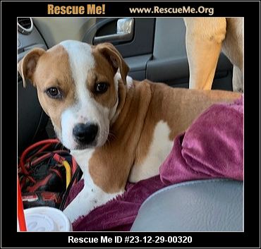 - Mississippi Dog Rescue - ADOPTIONS - Rescue Me!