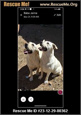 - Texas Lab Rescue - ADOPTIONS - Rescue Me!