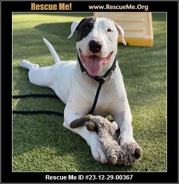 - Arizona Bull Terrier Rescue - ADOPTIONS - Rescue Me!
