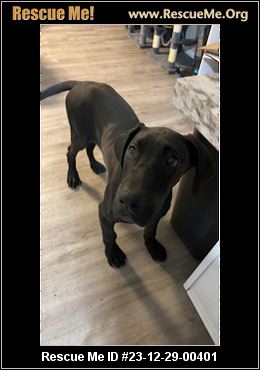 - Michigan Dog Rescue - ADOPTIONS - Rescue Me!