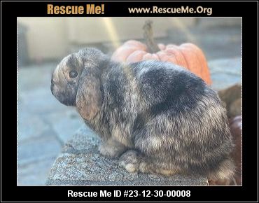 - California Rabbit Rescue - ADOPTIONS - Rescue Me!