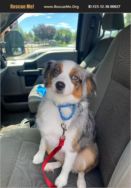 ADOPT 23123000027 ~ Australian Shepherd Rescue ~ Wheat Ridge, CO