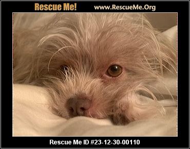 - California Yorkie Rescue - ADOPTIONS - Rescue Me!