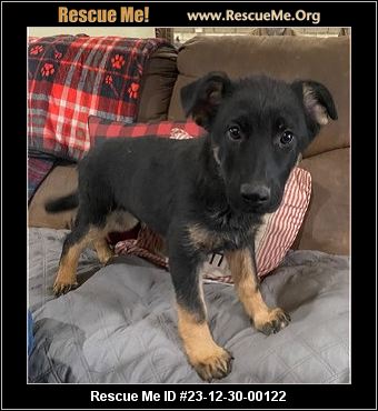 - Oklahoma Dog Rescue - ADOPTIONS - Rescue Me!