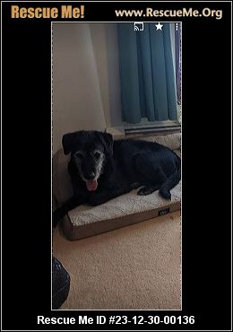 - Minnesota Dog Rescue - ADOPTIONS - Rescue Me!