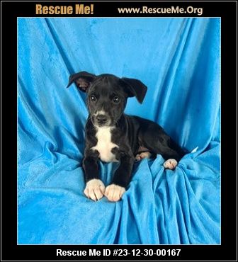 - Delaware Dog Rescue - ADOPTIONS - Rescue Me!