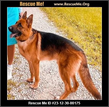 - Indiana German Shepherd Rescue - ADOPTIONS - Rescue Me!