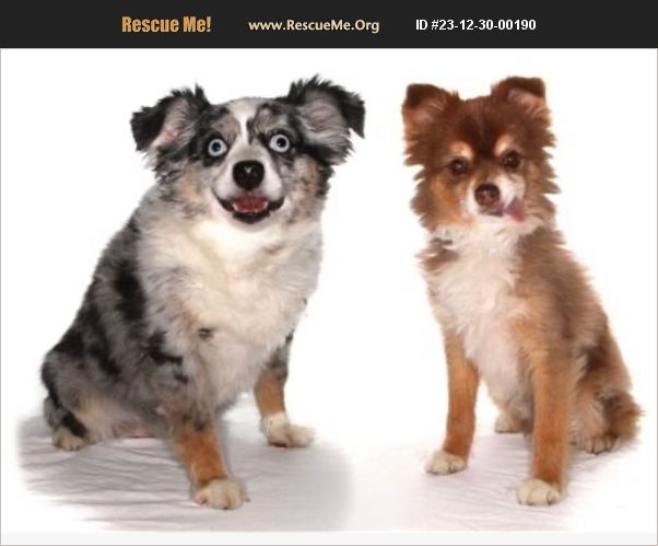 ADOPT 23123000190 ~ Pomeranian Rescue ~ fort lauderdale, FL