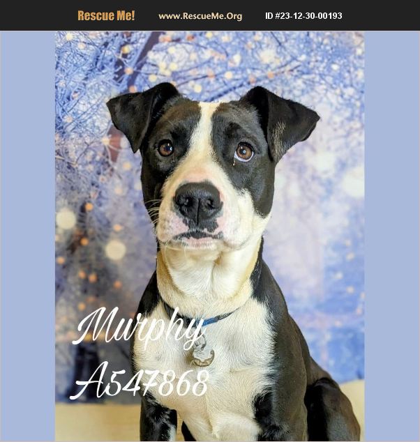 ADOPT 23123000193 ~ Border Collie Rescue ~ Huntsville, AL